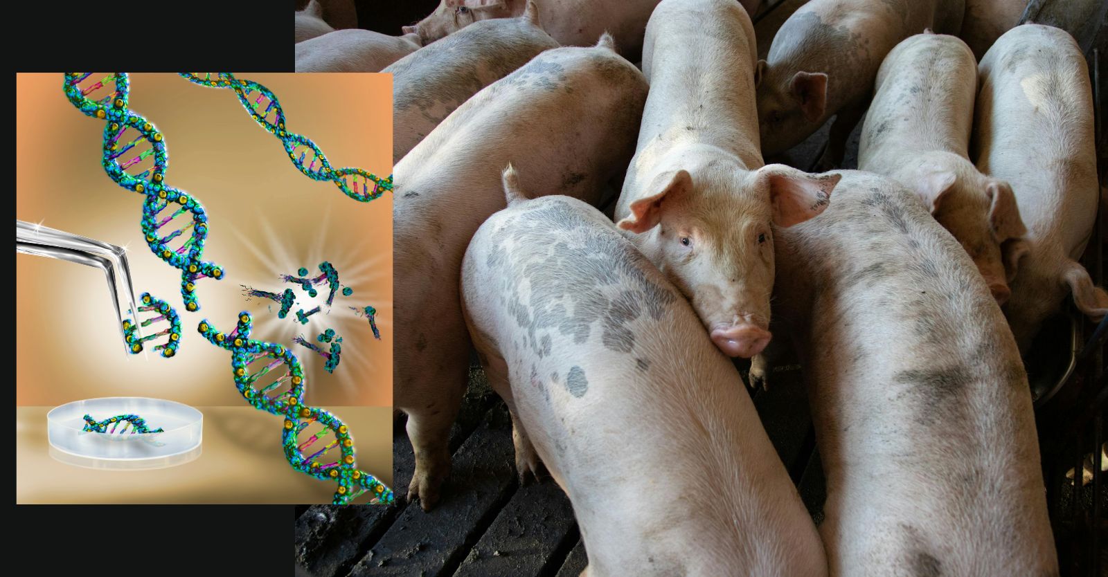 Gene-Edited Pigs Could Soon Be on Canadian Dinner Plates — Without Real ...