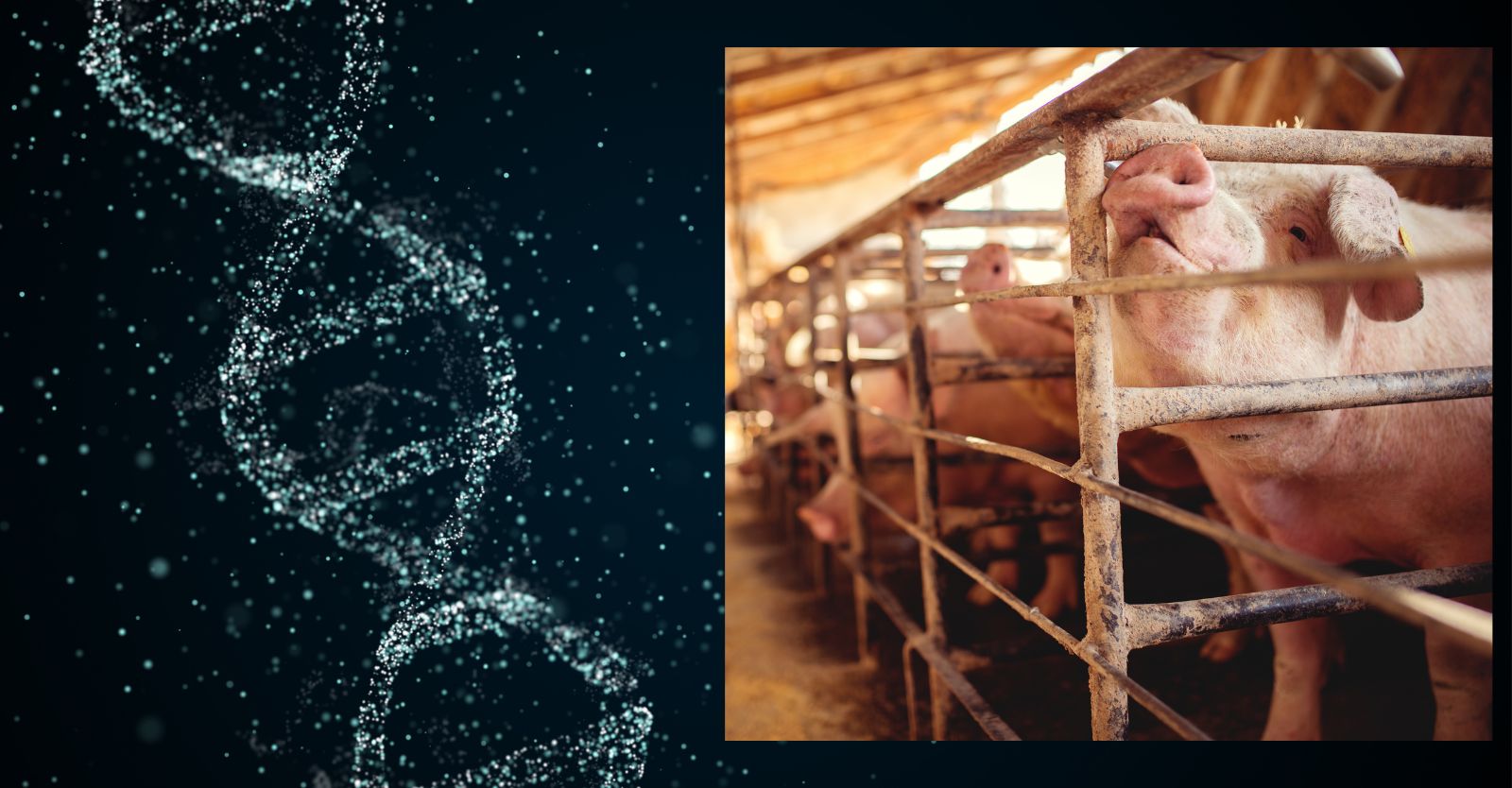 Health Canada Approves Gene-Edited Pigs for Food — Without Mandatory ...